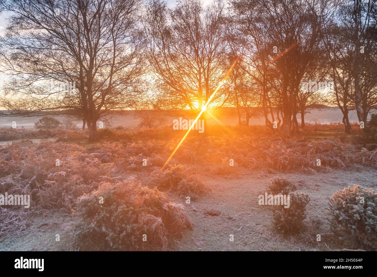 Sunbeam through trees hi-res stock photography and images - Alamy