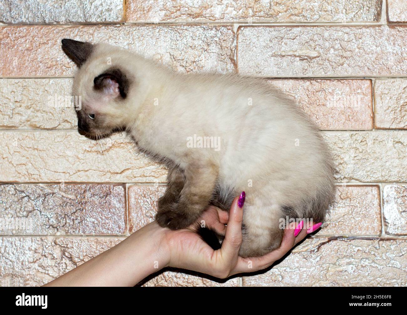 Palm kitty hi-res stock photography and images - Alamy