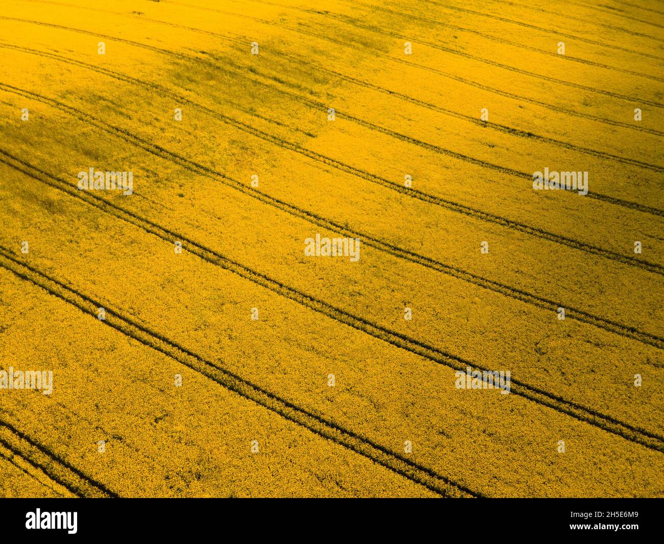 Spring yellow rapeseed field with stripes and wavy landscape pattern ...