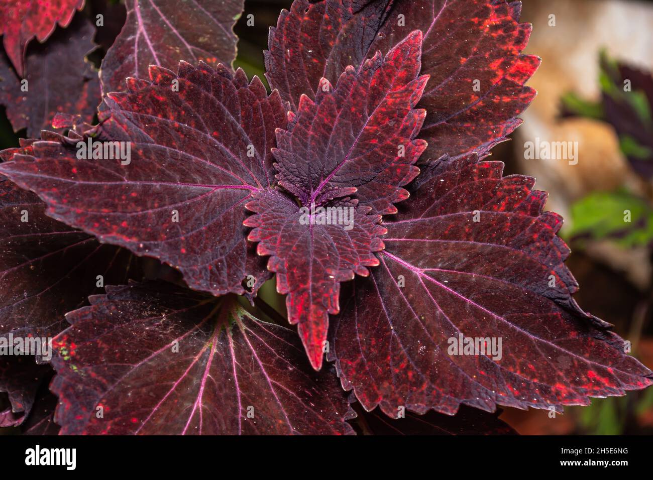 Black Dragon Coleus leaf close up Stock Photo - Alamy