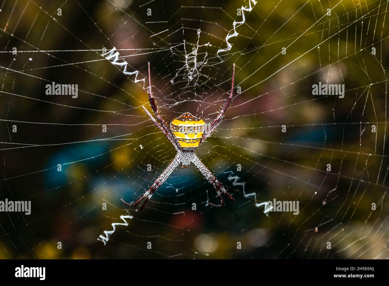 Colorful spider hi-res stock photography and images - Alamy