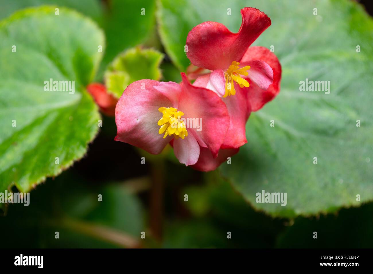 fibrous begonia beautiful plant with flowers Stock Photo - Alamy