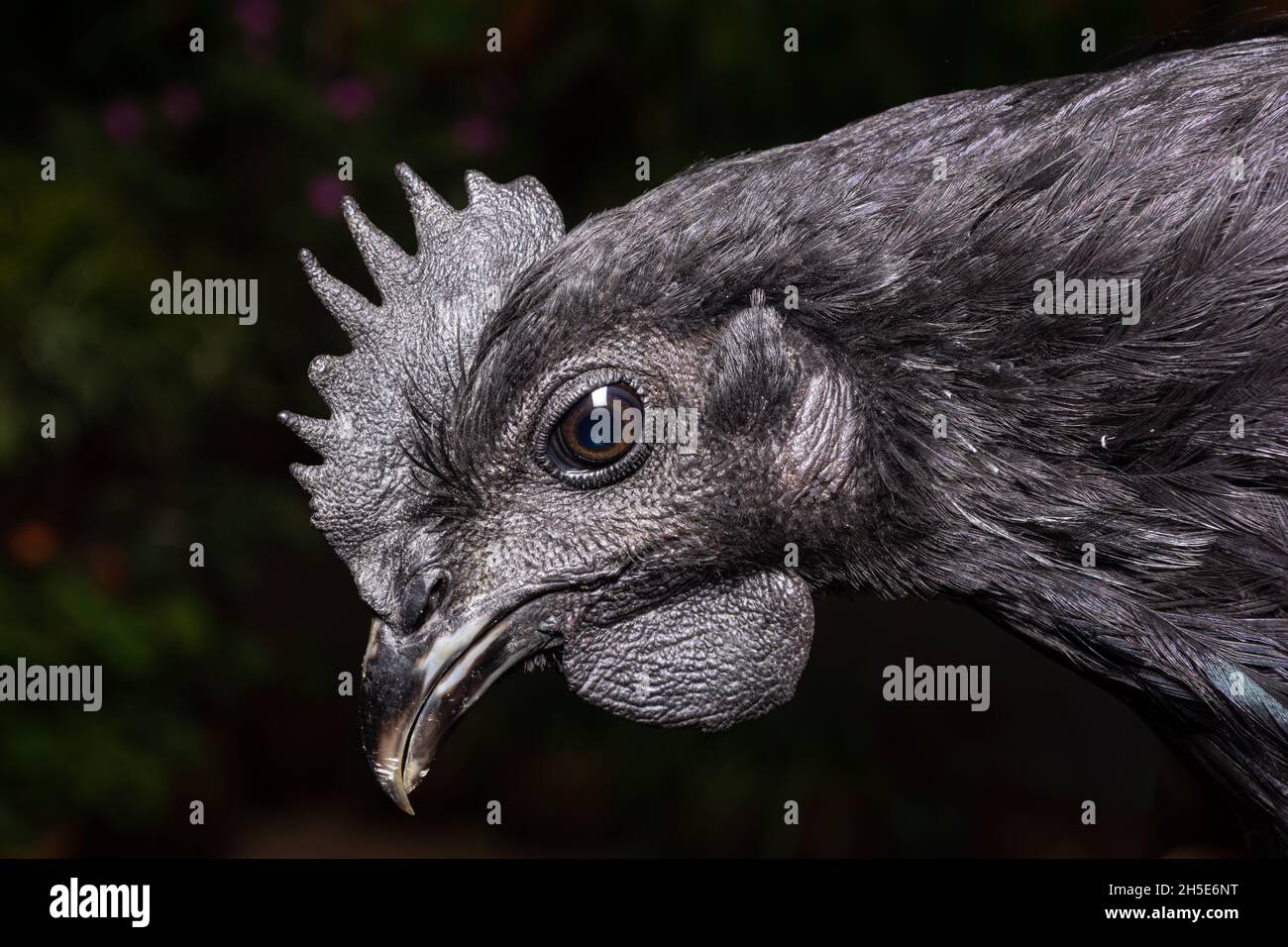 Hen on black background hi-res stock photography and images - Alamy
