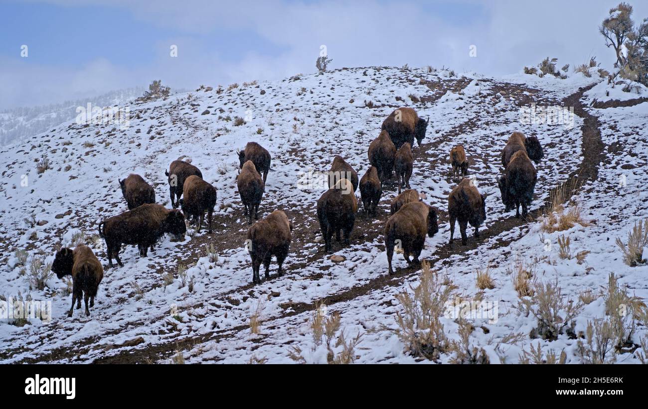 Group of brown big Bisons near the snowy mountains Stock Photo - Alamy