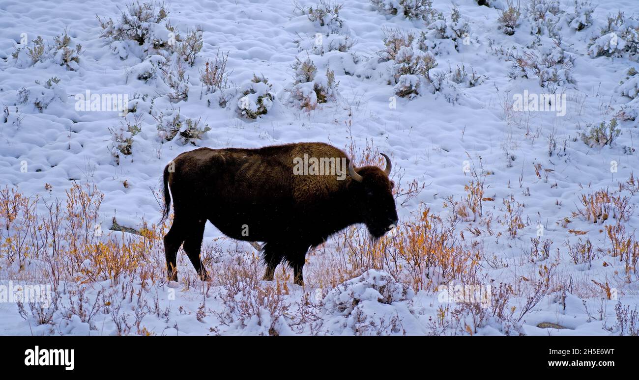 Brown big Bison near the snowy mountains Stock Photo - Alamy