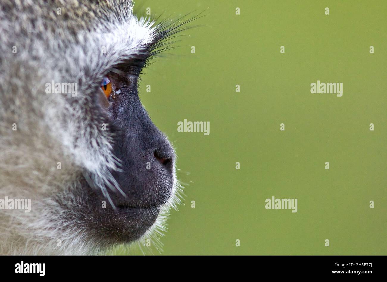 Vervet Monkey (Chlorocebus pygerythrus) portrait, side view of face ...
