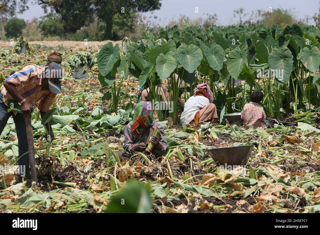 Colocasia leaves hi-res stock photography and images - Alamy