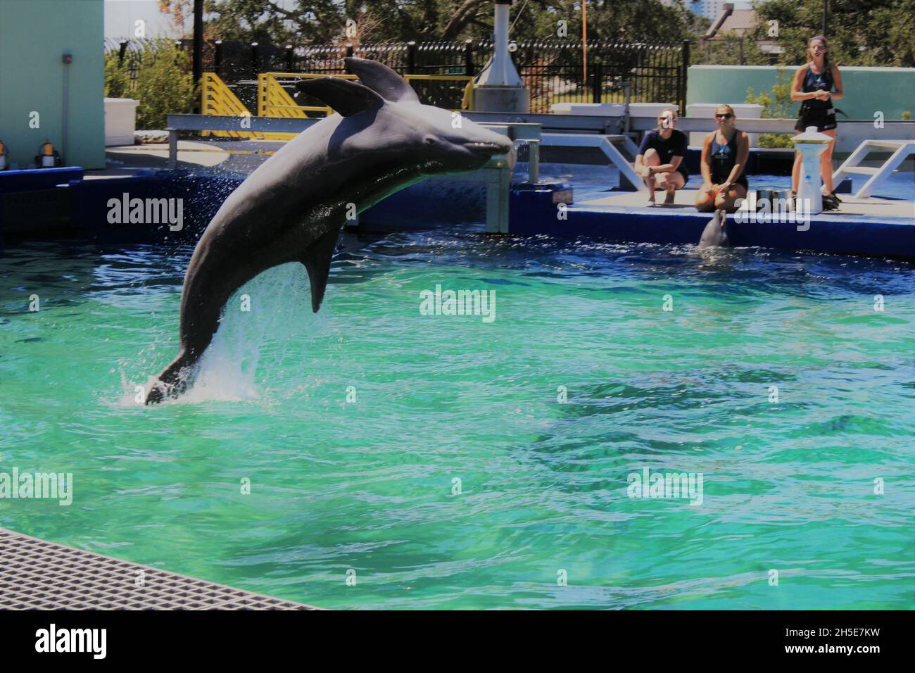 Beautiful view of a dolphin swimming in a pool Stock Photo - Alamy