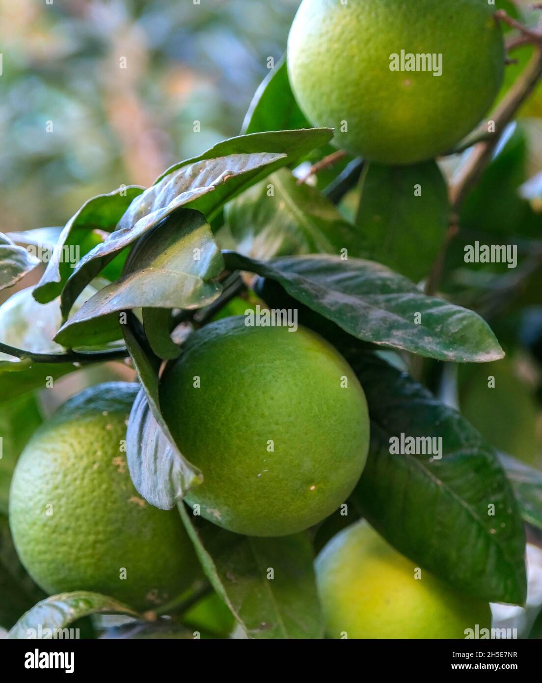 Cyprus orange tree oranges hi-res stock photography and images - Alamy
