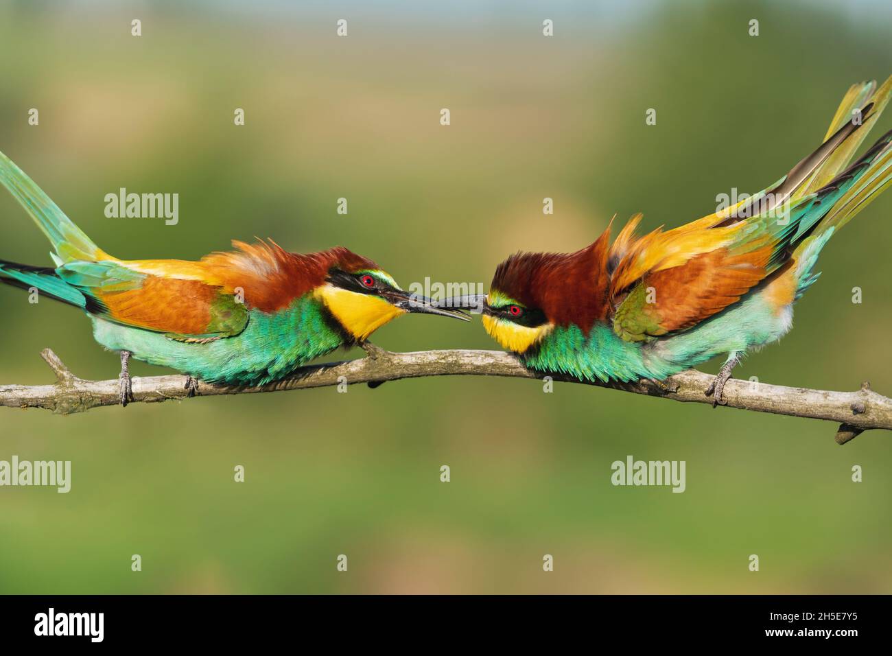 couple of beautiful colorful birds kissing Stock Photo - Alamy