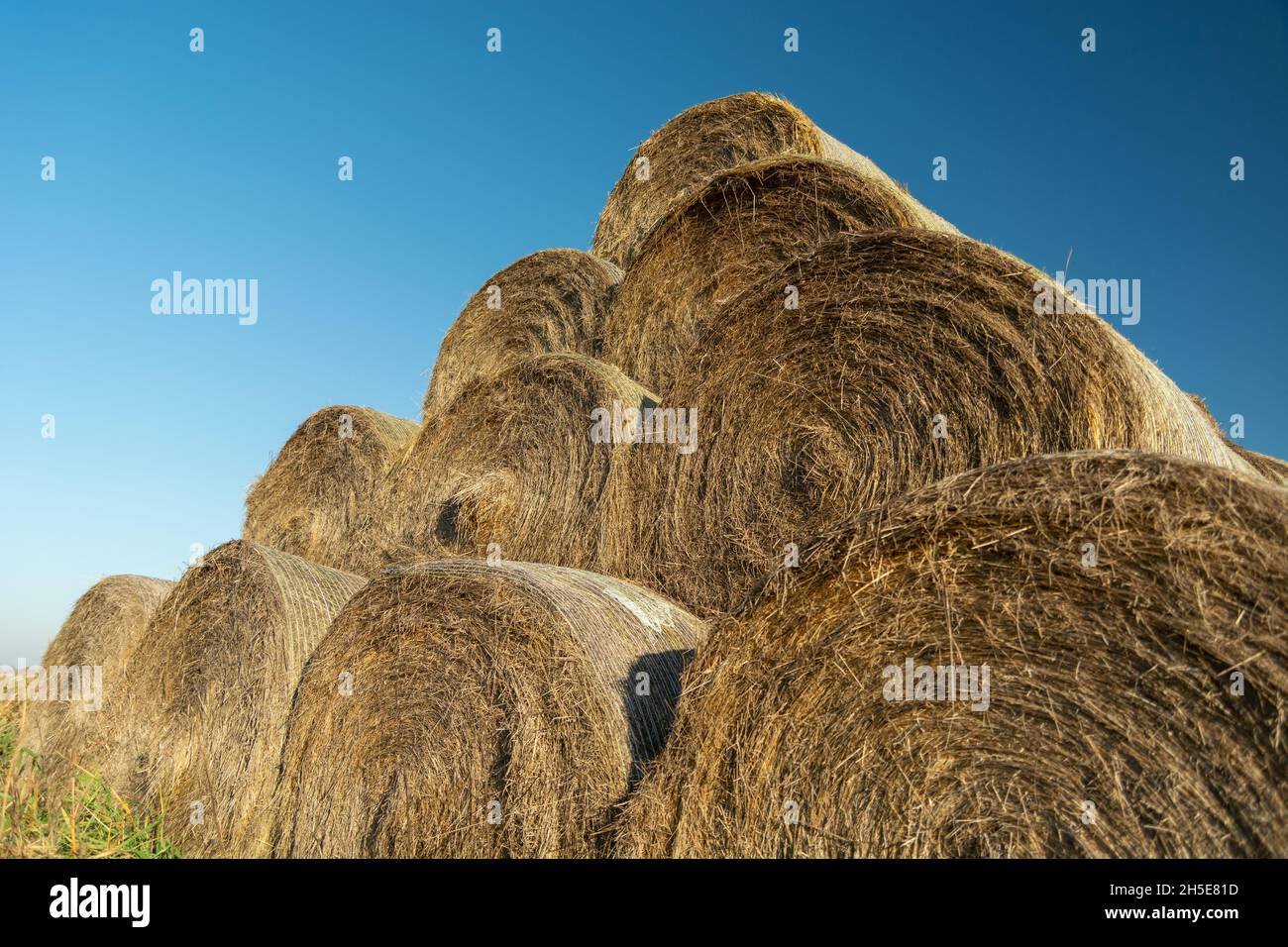 Round hay bales stacked and blue sky, October day Stock Photo - Alamy