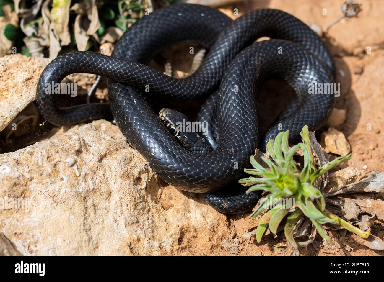 Black western whip snake, Hierophis viridiflavus, basking in the sun on a rocky cliff in Malta ...