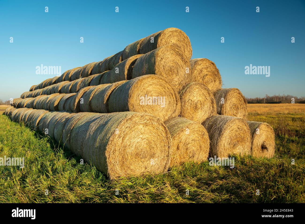 Large stack of hay bales and blue sky, October day Stock Photo - Alamy