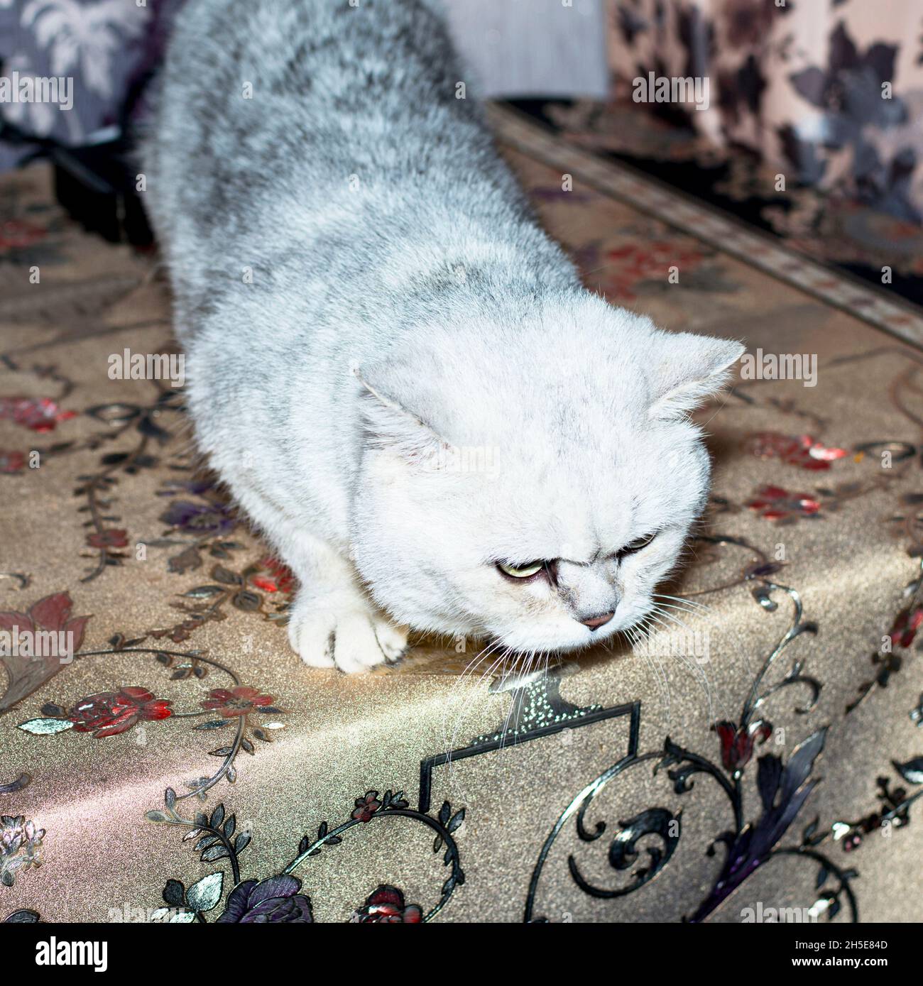Beautiful Scottish silver chinchilla on the table, the theme of ...