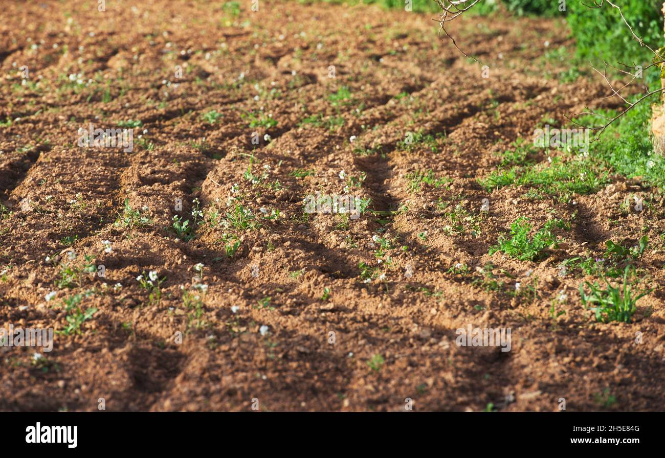 Maltese soil, fields in Malta prepared for new harvest, december in ...