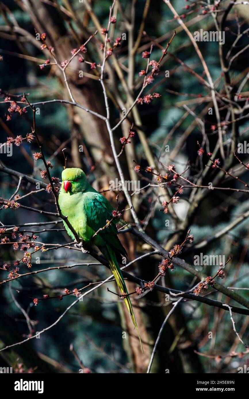 Green rose ringed parakeet in a tree during Spring in Amsterdam, The ...