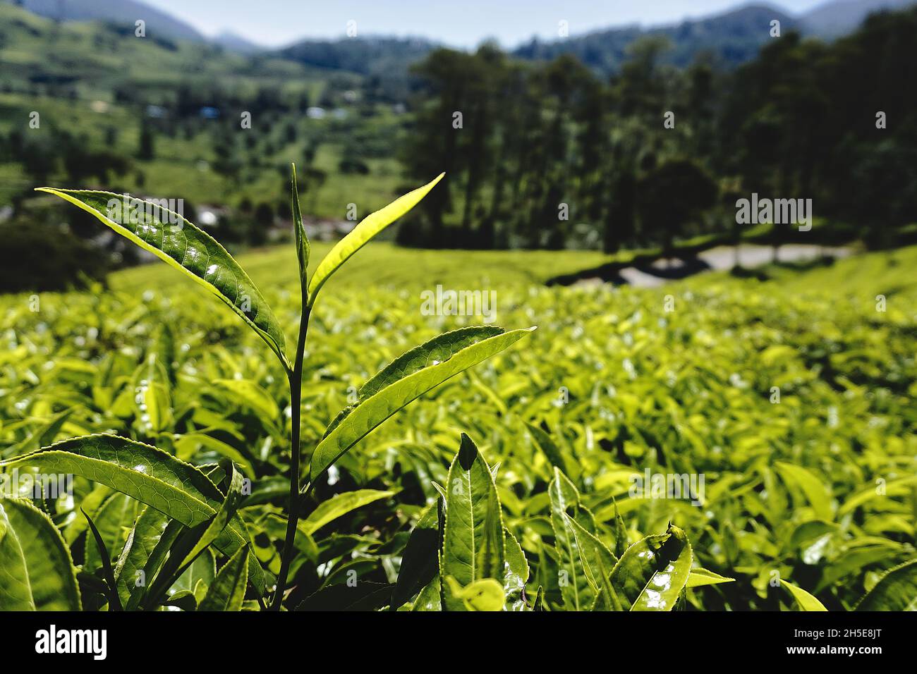 Beautiful view landscape tea hi-res stock photography and images - Alamy