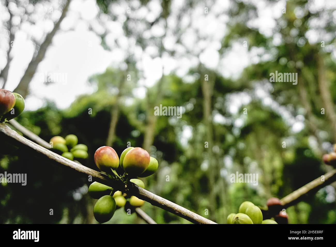 Coffee tree with raw green beans Stock Photo - Alamy