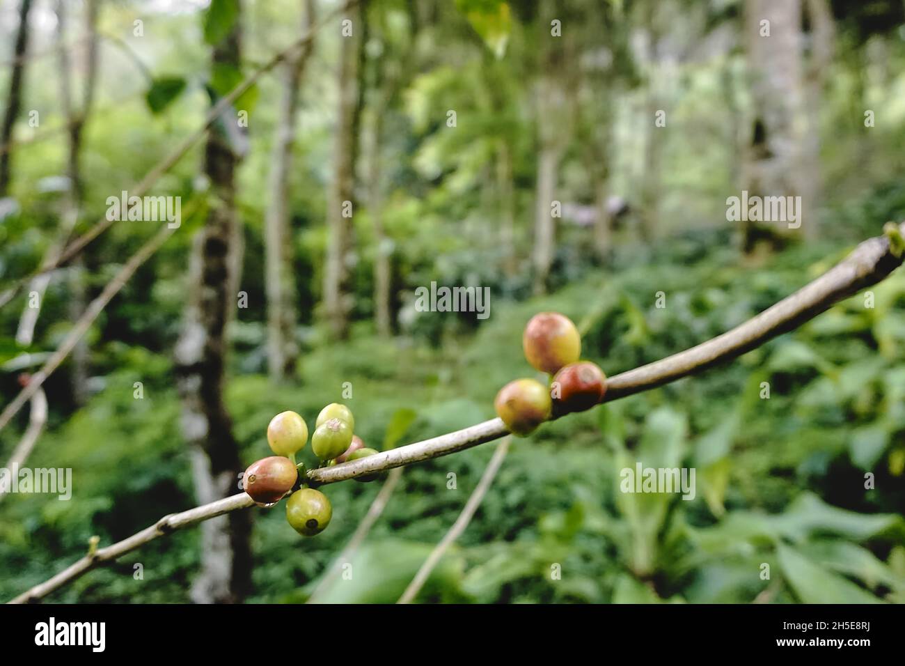 Coffee tree with raw green beans Stock Photo - Alamy