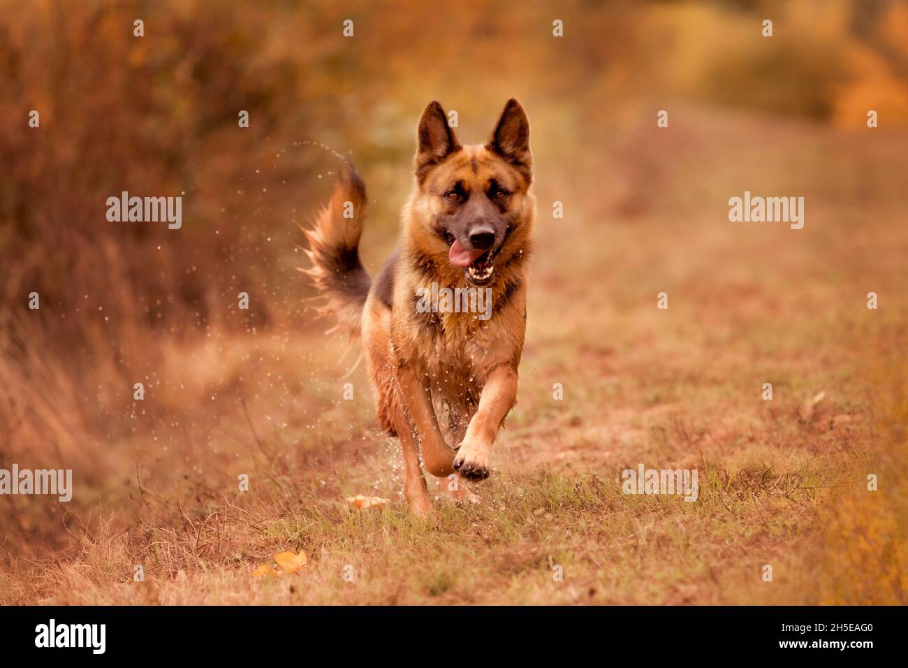 Beautiful young german shepherd dog running action, outdoors Stock ...