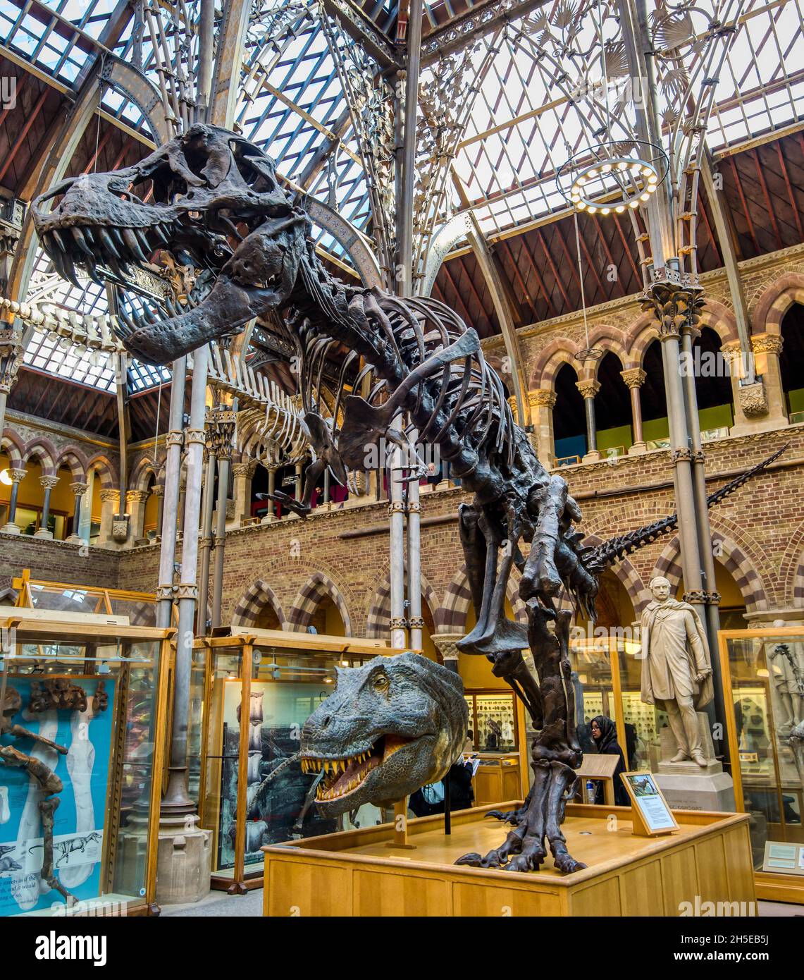 Oxford university museum t rex hi-res stock photography and images - Alamy