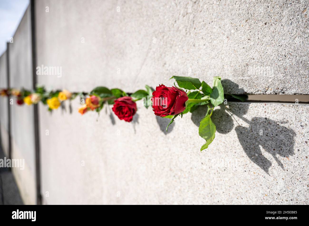 Berlin, Germany. 09th Nov, 2021. Roses stuck in a piece of the Wall at ...
