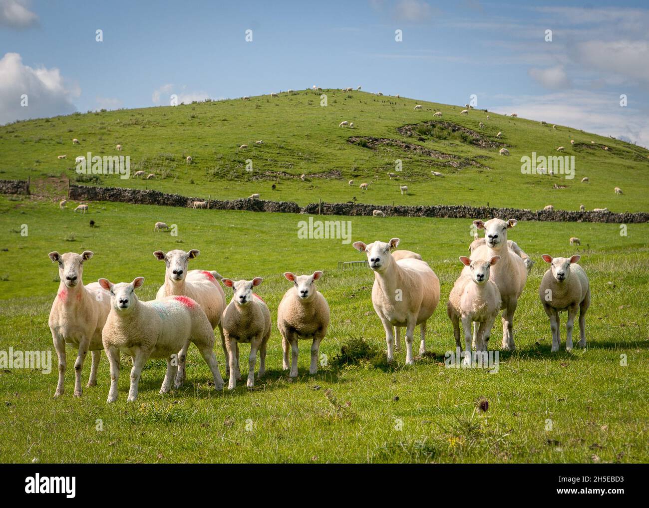 A flock of sheep stare at the photographer on the hillsides above Ilam ...