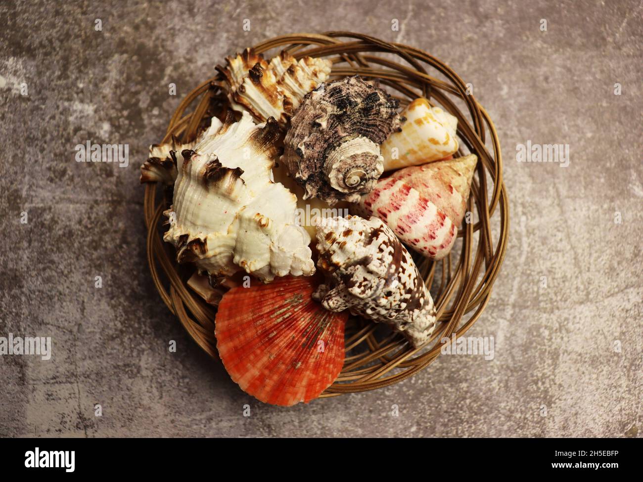 Old weathered conch shell background. Tropical sea conch wallpaper ...