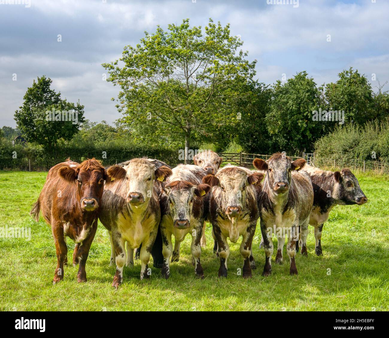 Shorthorn Cattle Herd