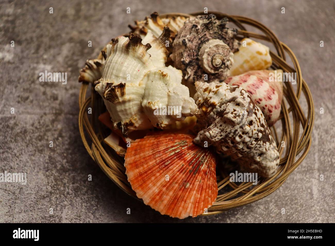 Old weathered conch shell background. Tropical sea conch wallpaper ...