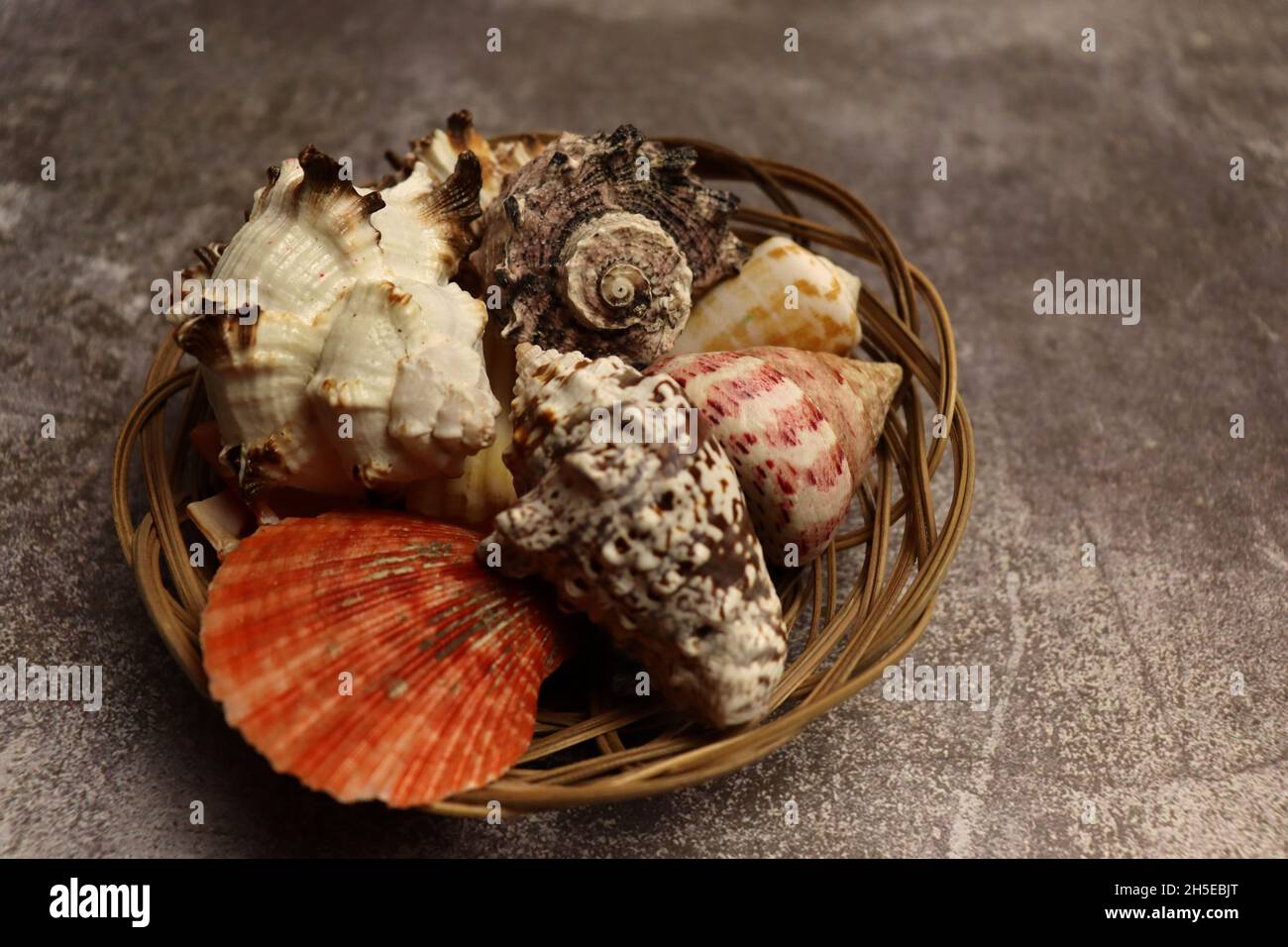 Old weathered conch shell background. Tropical sea conch wallpaper ...