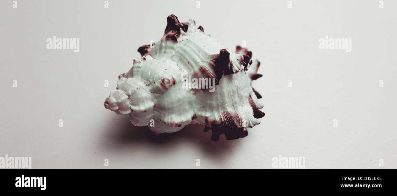 Old weathered conch shell background. Tropical sea conch wallpaper ...