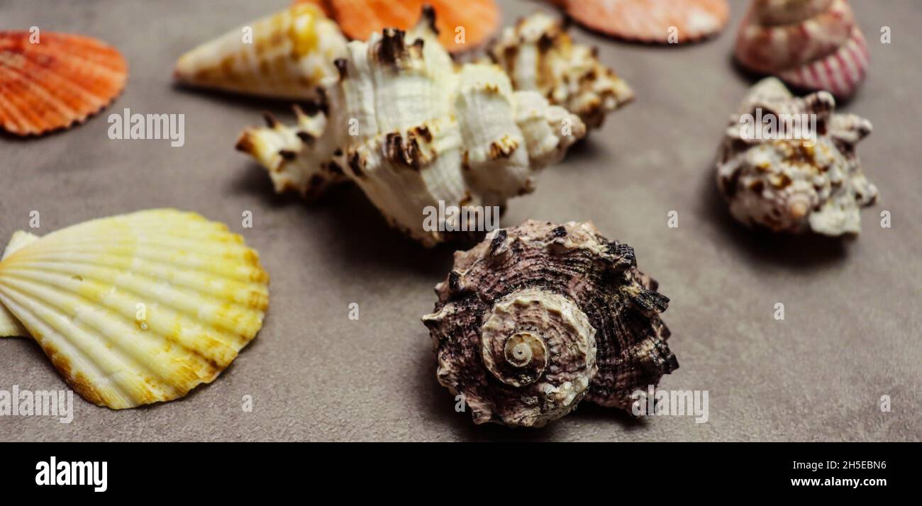 Old weathered conch shell background. Tropical sea conch wallpaper ...