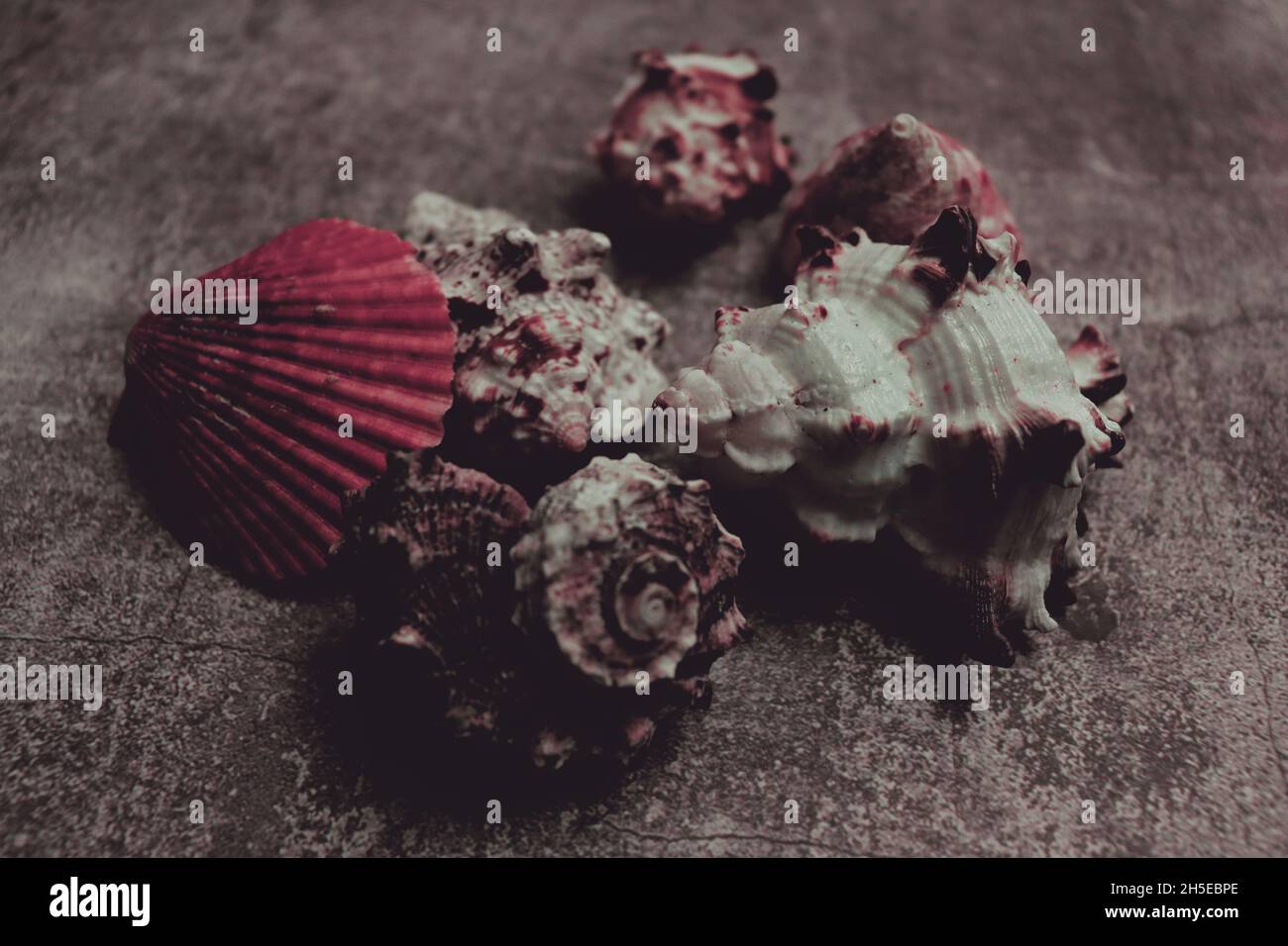 Old weathered conch shell background. Tropical sea conch wallpaper ...