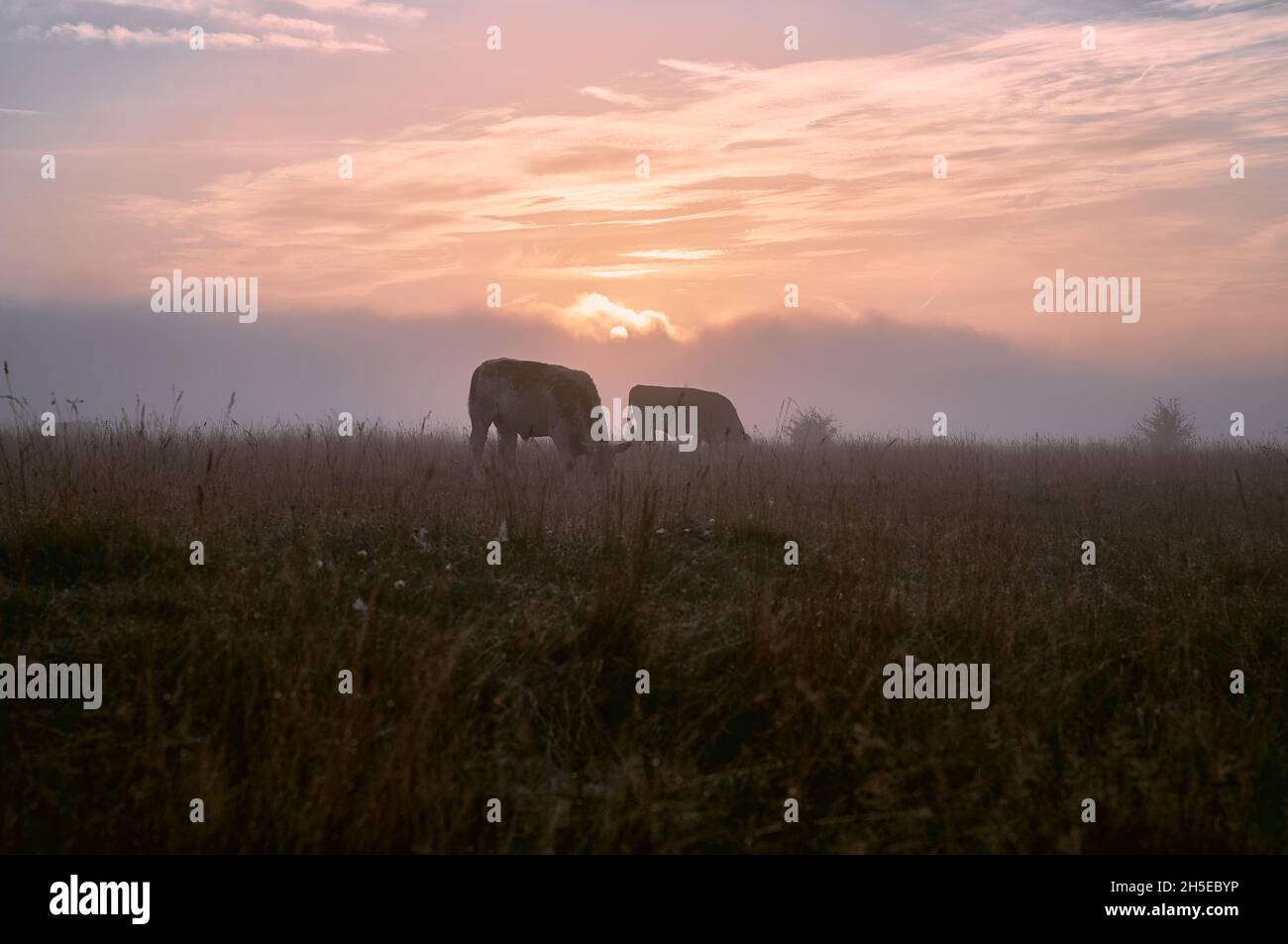 Dew on Rodborough Stock Photo - Alamy