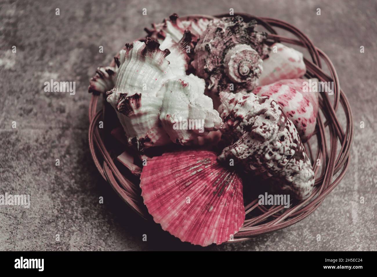 Old weathered conch shell background. Tropical sea conch wallpaper ...