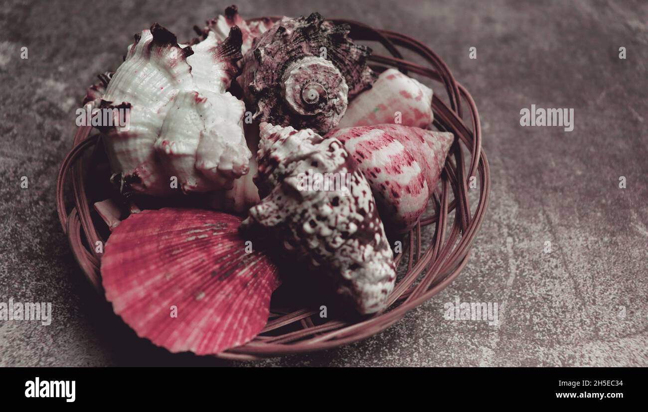 Old weathered conch shell background. Tropical sea conch wallpaper ...