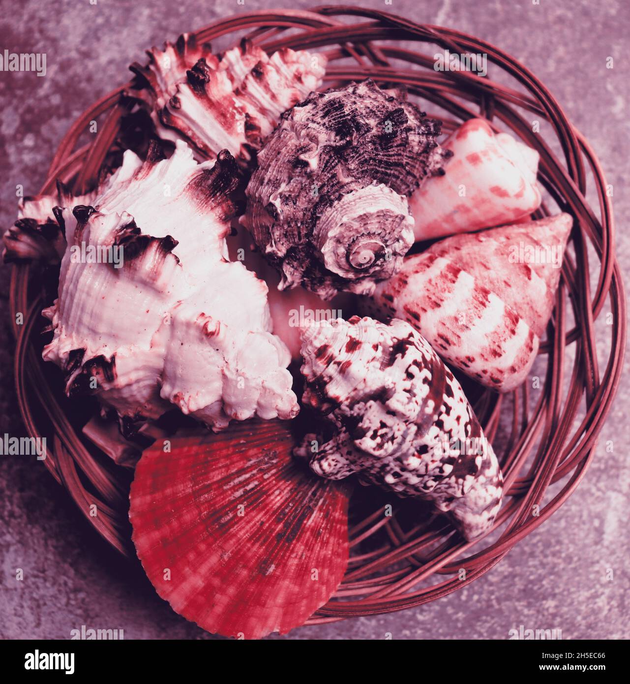 Old weathered conch shell background. Tropical sea conch wallpaper ...