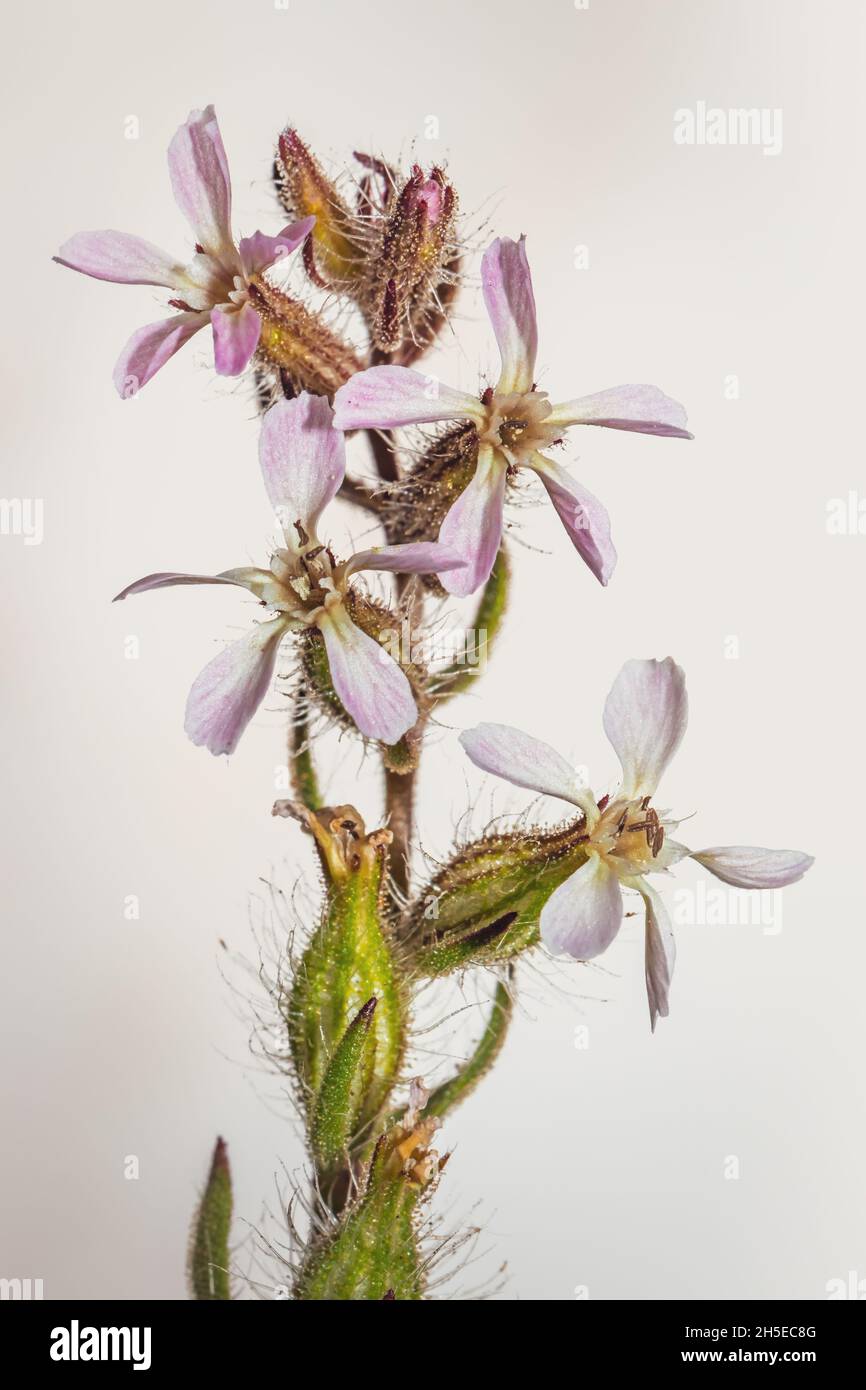 (Silene gallica) common catchfly Wild flowers during spring, Cape Town ...
