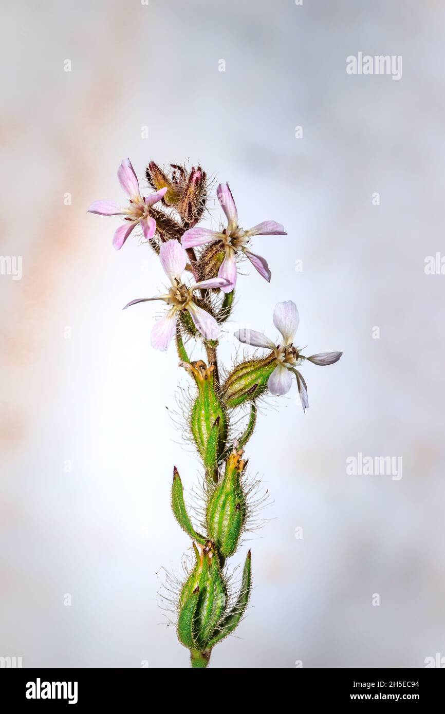 (Silene gallica) common catchfly Wild flowers during spring, Cape Town ...