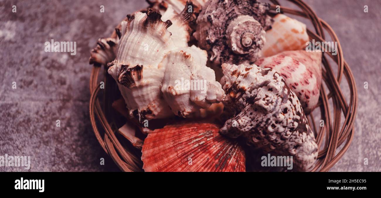 Old weathered conch shell background. Tropical sea conch wallpaper ...