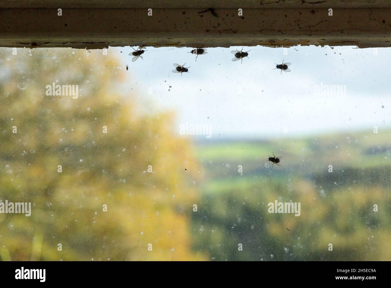 Infestation house hi-res stock photography and images - Alamy