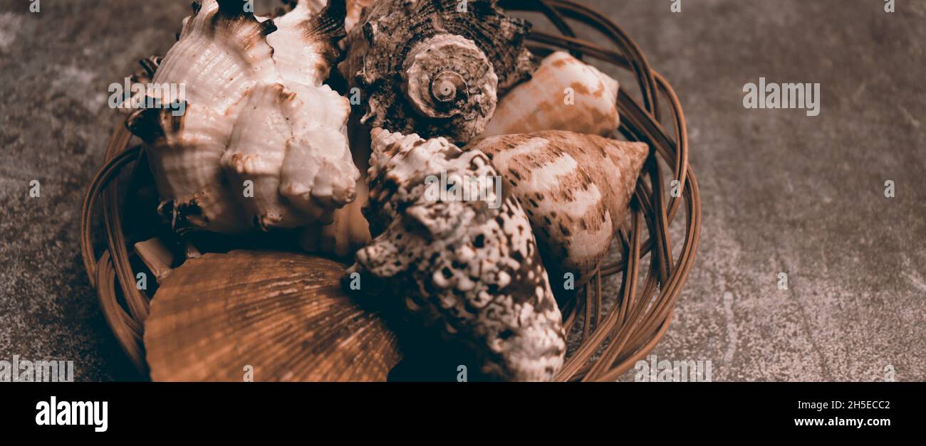 Old weathered conch shell background. Tropical sea conch wallpaper ...