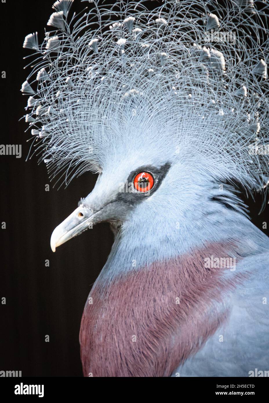 Red eye pigeon hi-res stock photography and images - Alamy