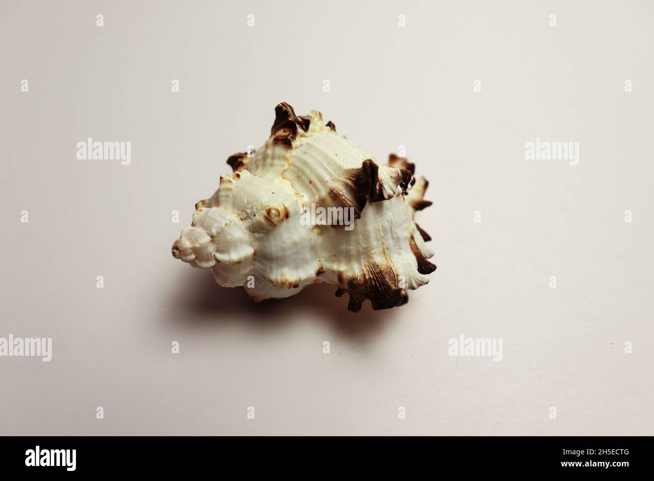 Old weathered conch shell background. Tropical sea conch wallpaper ...