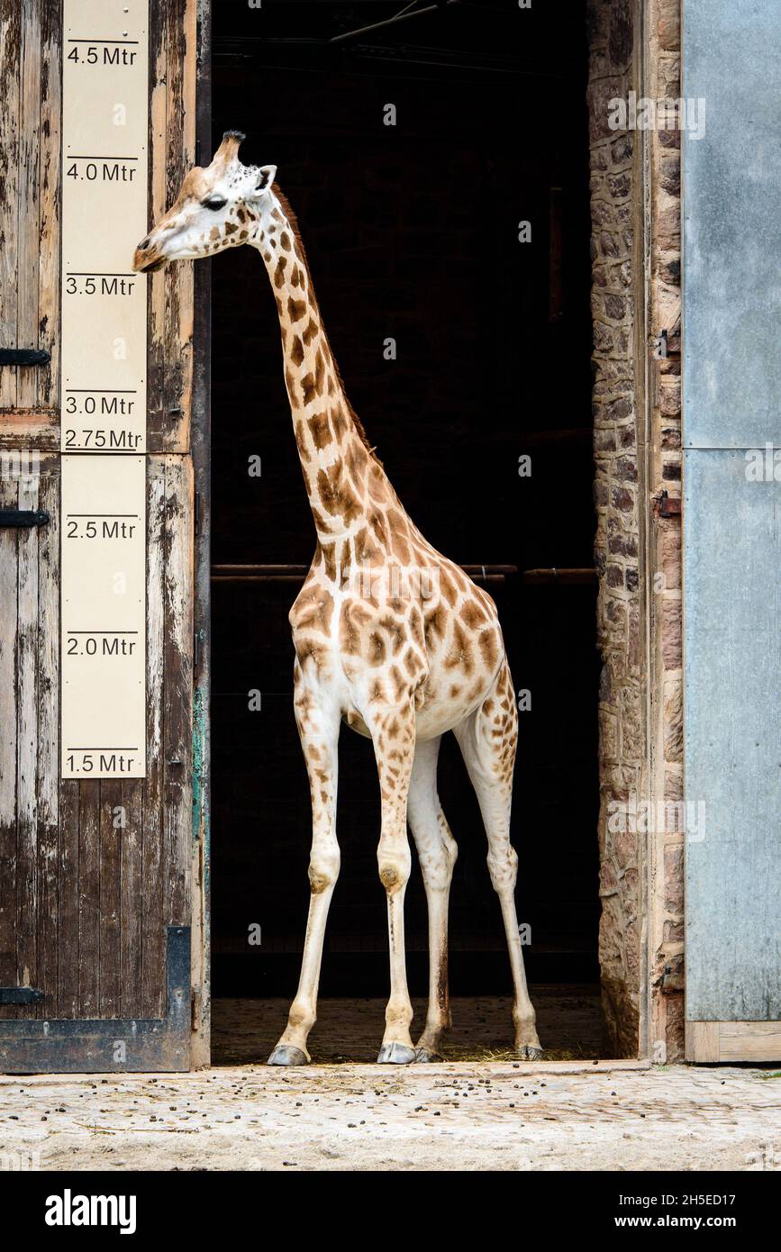 Giraffes with height measurements and interesting backgrounds Stock ...