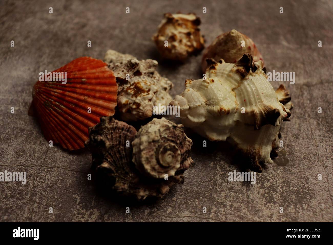 Old weathered conch shell background. Tropical sea conch wallpaper ...