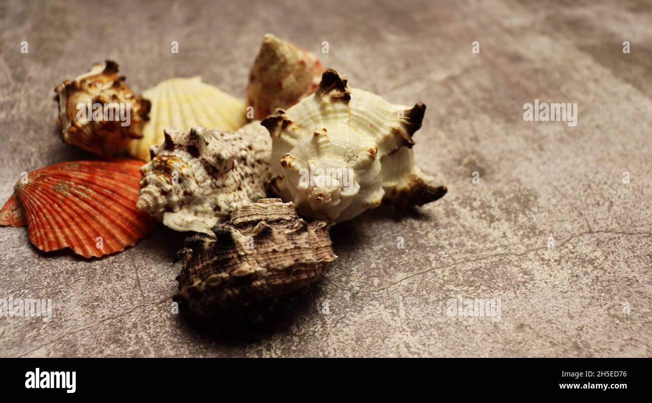 Old weathered conch shell background. Tropical sea conch wallpaper ...