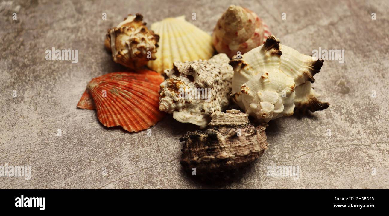 Old weathered conch shell background. Tropical sea conch wallpaper ...