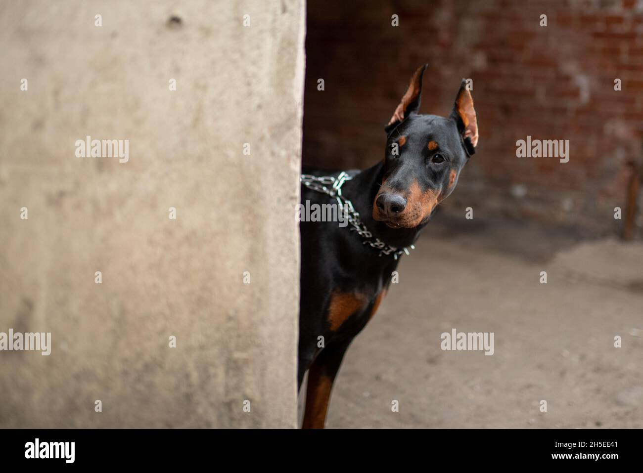 Dog looking around corner hi-res stock photography and images - Alamy